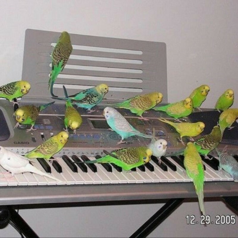 Download Milk caps by Sheep Bøyfriend | eMusic