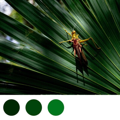 Download Insects At Night by Grass Hopper Star, Paradise Hops | eMusic