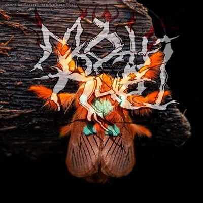 Download Castle on the Sun (Explicit) by Moth and Rust | eMusic
